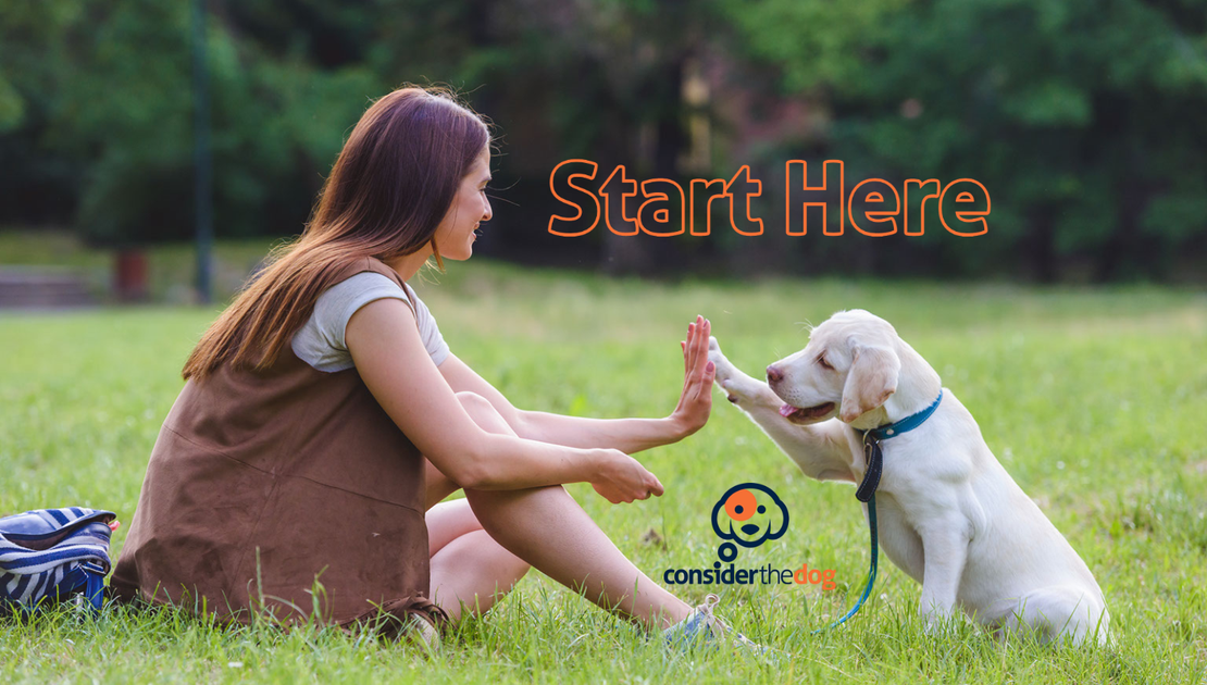 Basic Dog Obedience Training and Behavior videos