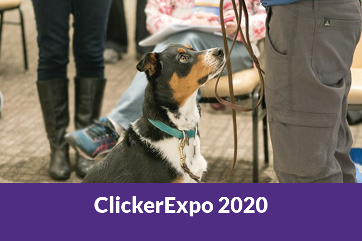 ClickerExpo 2020 | Video on Demand by Karen Pryor Clicker Training