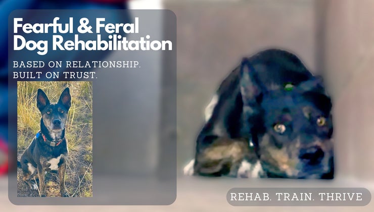 Fearful and Feral Dogs