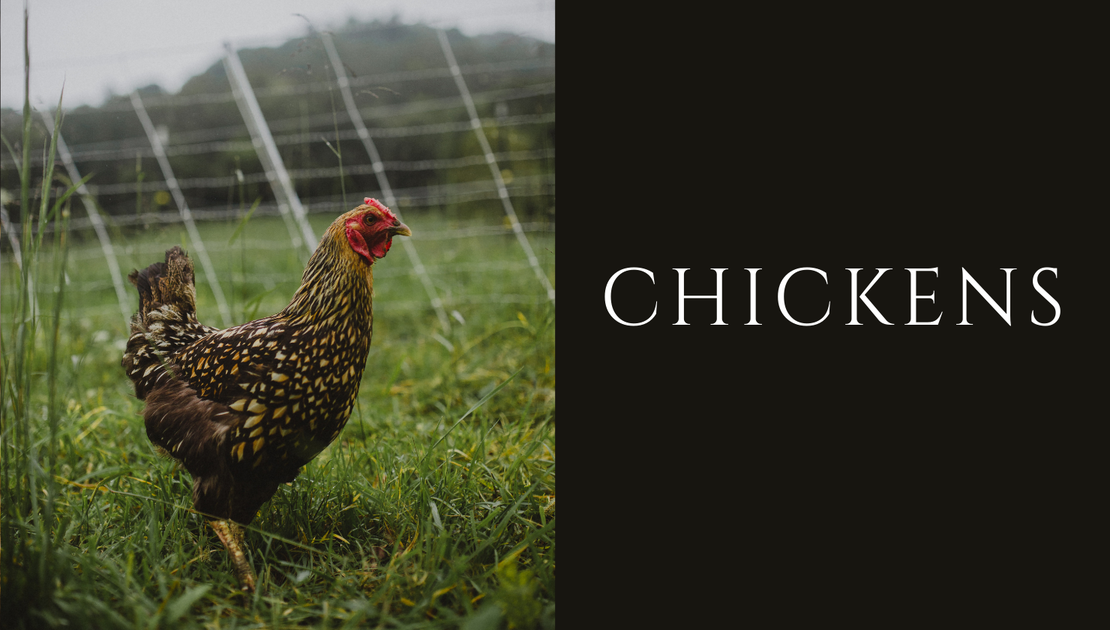 CHICKENS (Essentials & Premium)