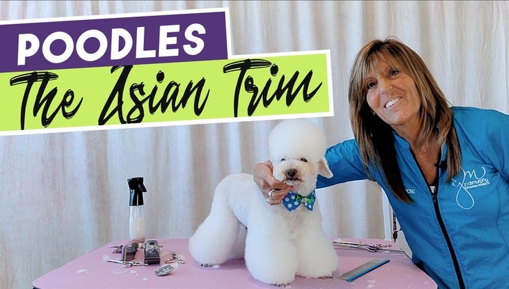 Asian Poodle | Jodi Murphy Instructional Series | Dog Grooming
