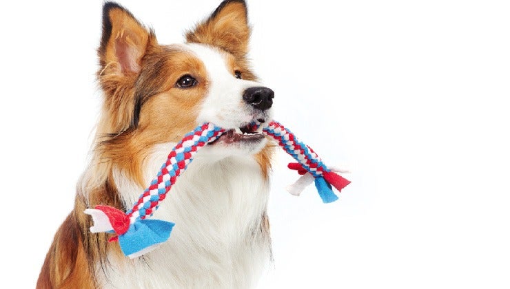 Using Back Chaining to Train Tricks, Dog Sports and Real World ...