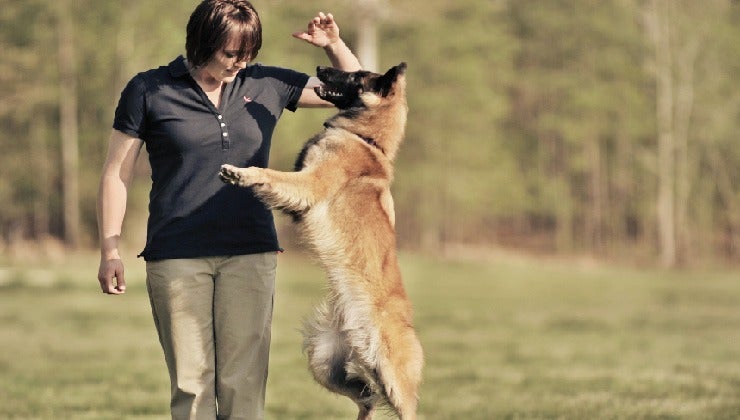 FUNdamentals and Beyond! | Tawzer Dog