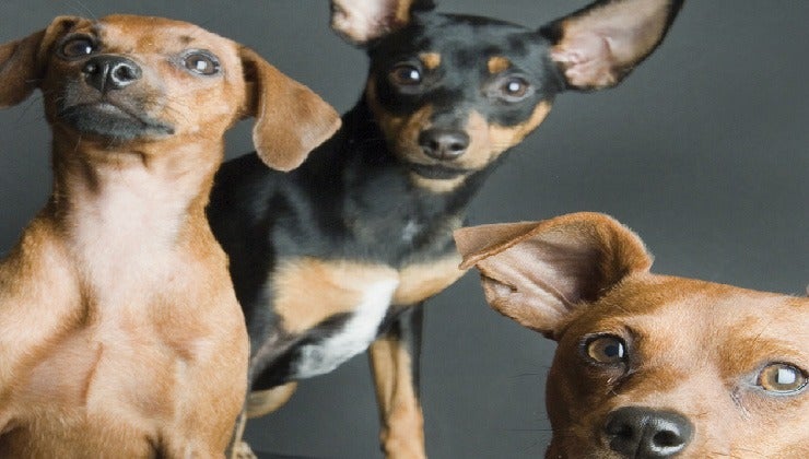 Multiple Dogs - 2nd edition | Tawzer Dog