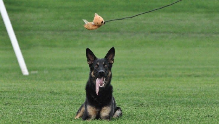 Flirt Poles - Are They Monsters or Motivators | Tawzer Dog