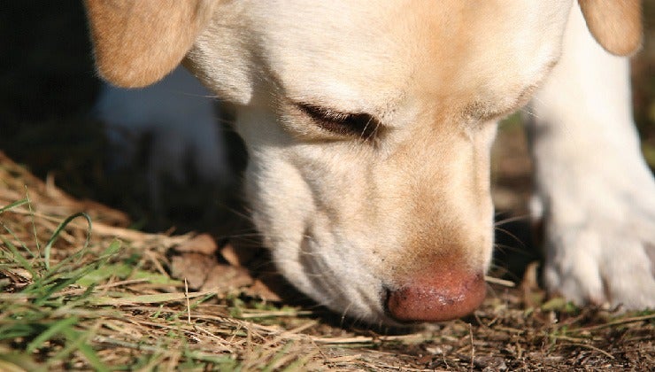 Canine Olfaction and Odor Detection | Tawzer Dog