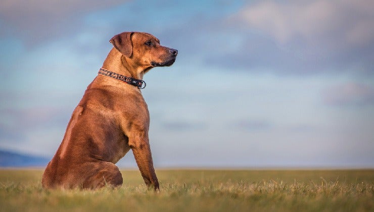 An Introduction to the Multidimensional Canine | Tawzer Dog