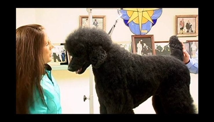 1 Poodle German Trim | Super Styling Sessions TV