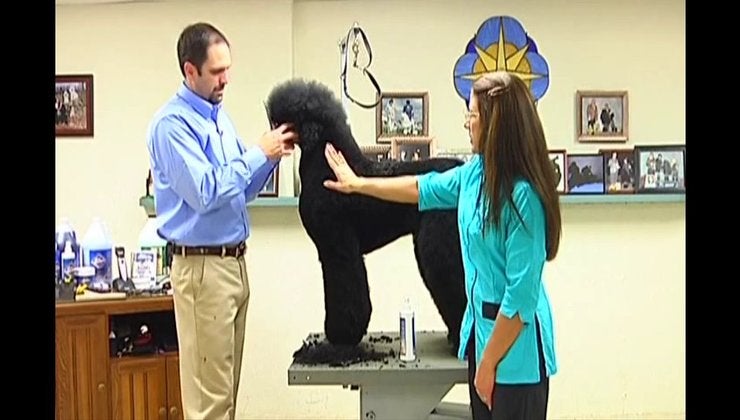 15 German Trim Poodle The Shoulders and Neck | Super Styling Sessions TV