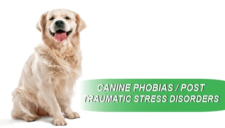 Canine Phobias - Post Traumatic Stress Disorders | Tawzer Dog