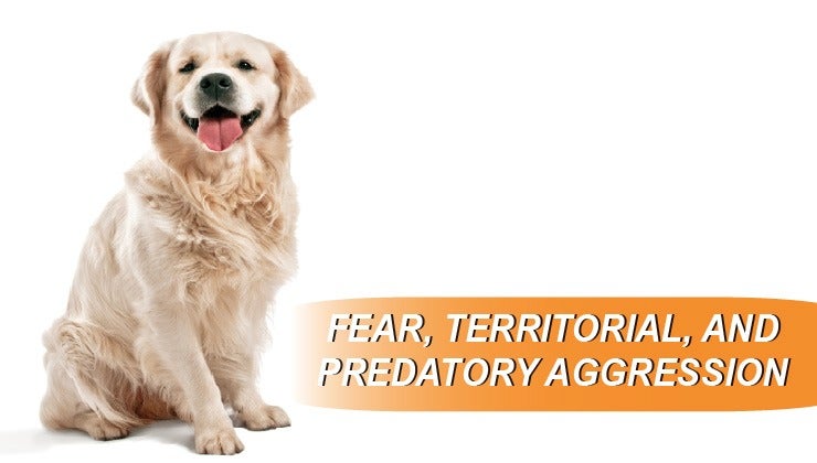 Fear, Territorial, and Predatory Aggression | Tawzer Dog