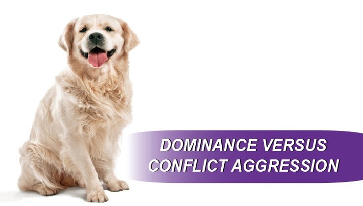 Dominance Versus Conflict Aggression | Tawzer Dog