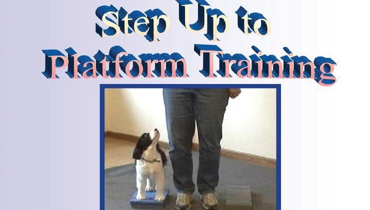 Step Up to Platform Training | Tawzer Dog