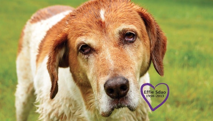 The Gift of a Gray Muzzle: Active Care For Senior Dogs | Tawzer Dog