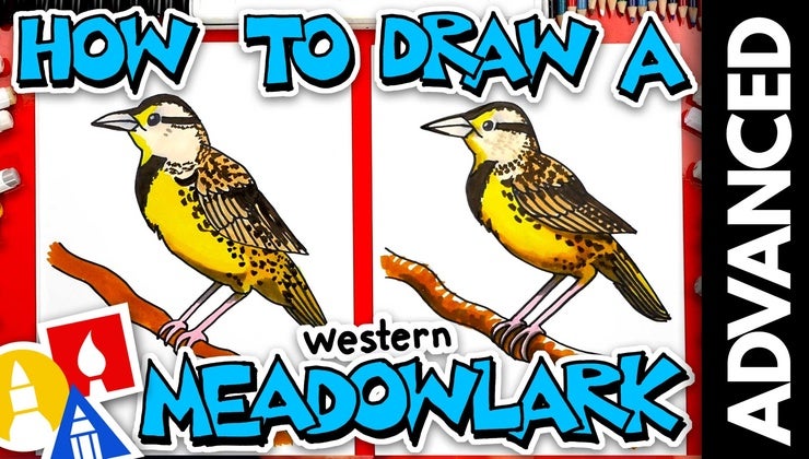 How To Draw A Western Meadowlark | Art For Kids Hub