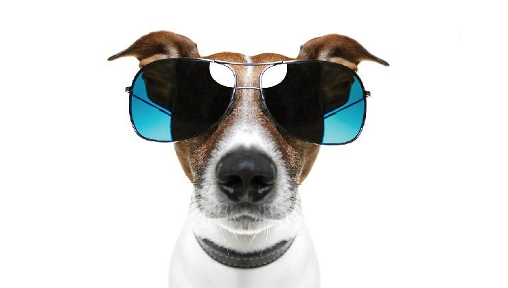 Obedience FUNdamentals | Tawzer Dog