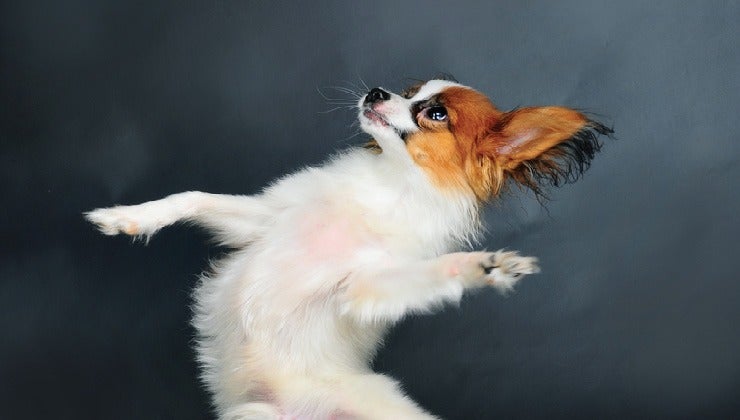 Freestyle Training and Choreography | Tawzer Dog