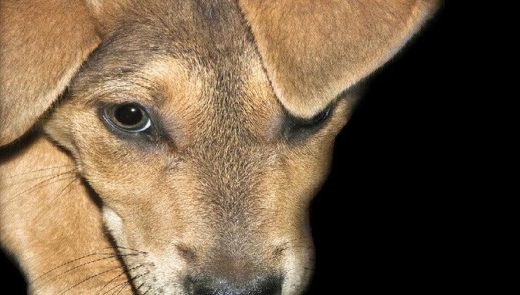 Real Solutions to Canine Behavior Problems | Tawzer Dog