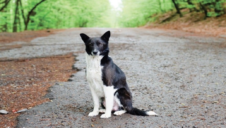 Fear in Dogs: Defining, Understanding, Helping | Tawzer Dog