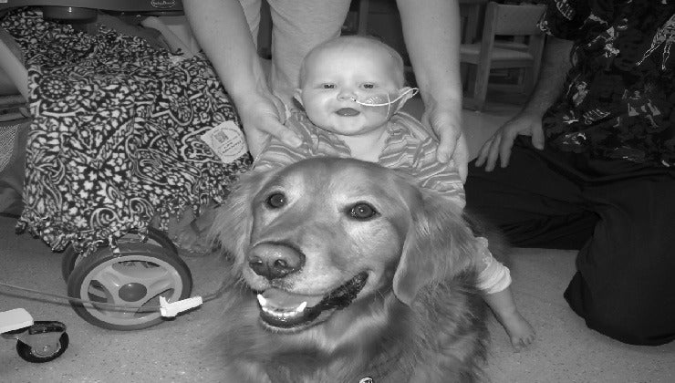 Introduction to Animal Assisted Therapy | Tawzer Dog