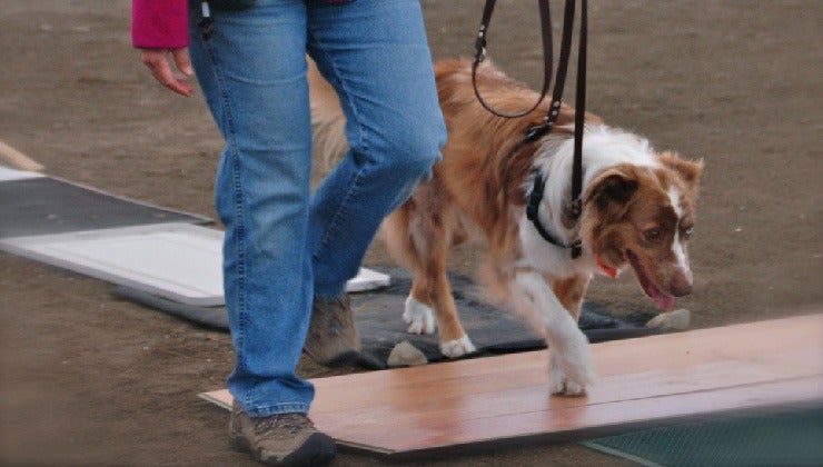 Tellington TTouch ® Techniques: Walking in Balance With Your Dog ...