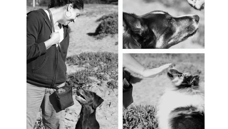 Train At The Next Level | Tawzer Dog