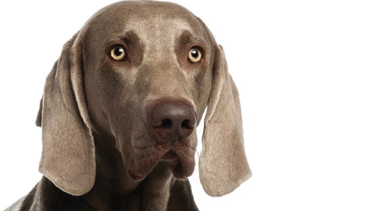 A Trainer's Guide to Teaching Reactive Rover Classes | Tawzer Dog