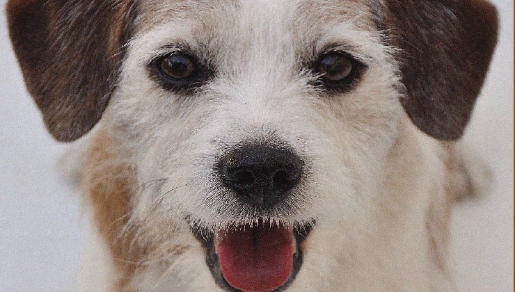 The Art & Science of Canine Behavior | Tawzer Dog