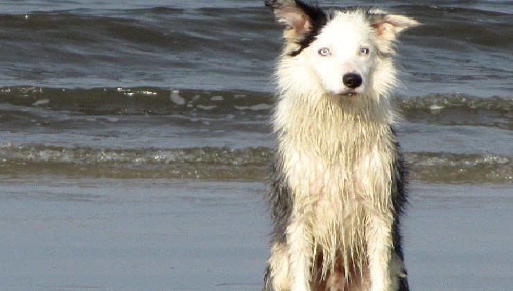 Pattern Games: Clicking for Confidence and Connection | Tawzer Dog