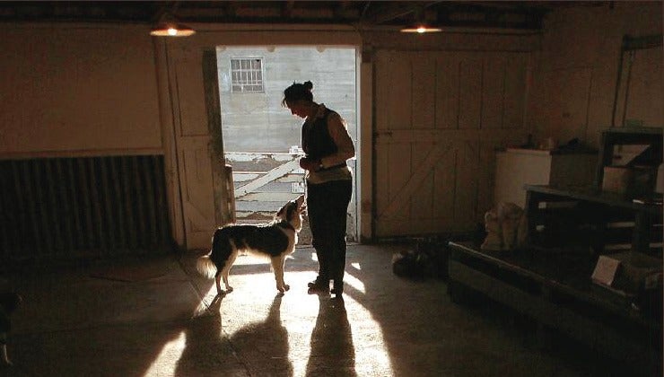 Freestyle and Beyond | Tawzer Dog