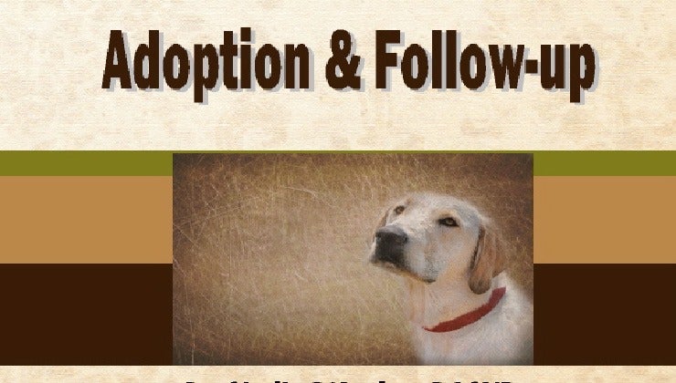 Adoption and Follow-up | Tawzer Dog