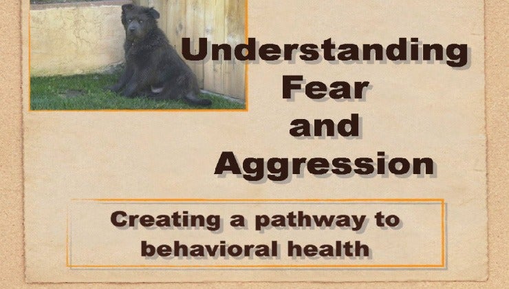 Understanding Fear and Aggression | Tawzer Dog