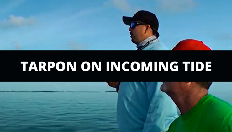 Tarpon On Incoming Tide | The Crew Platform
