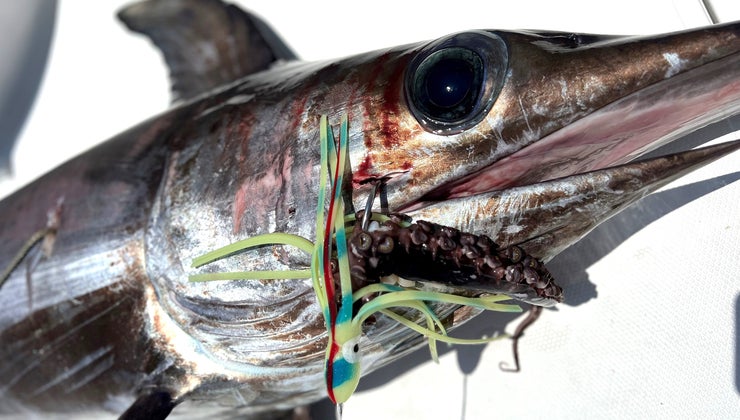 Daytime Swordfish Baits | The Crew Platform