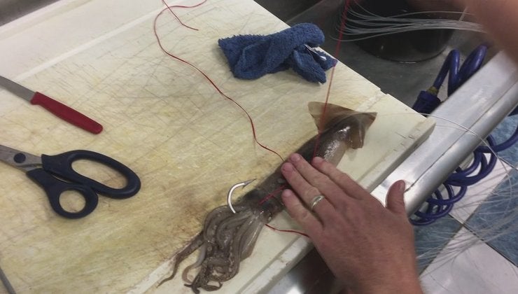 How To Rig A Deep Drop Daytime Swordfish Squid Rig | The Crew Platform