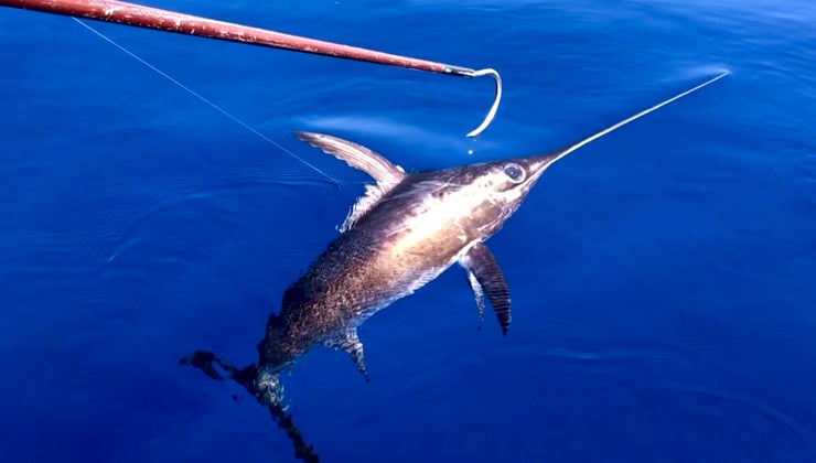 Flying Gaffs For Swordfish | The Crew Platform