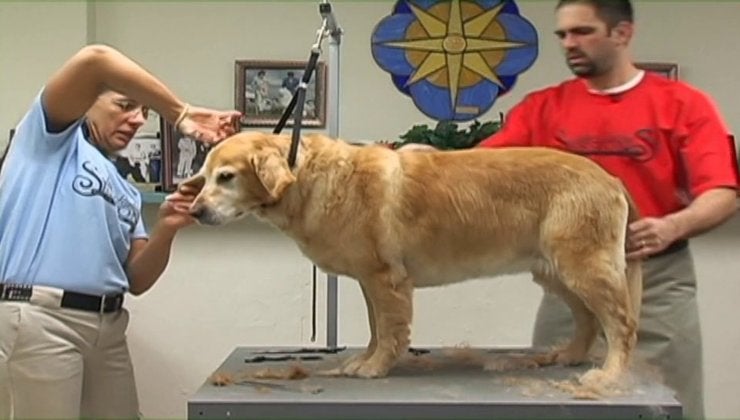 21 The Golden Retriever The Furminator | Super Styling Sessions TV