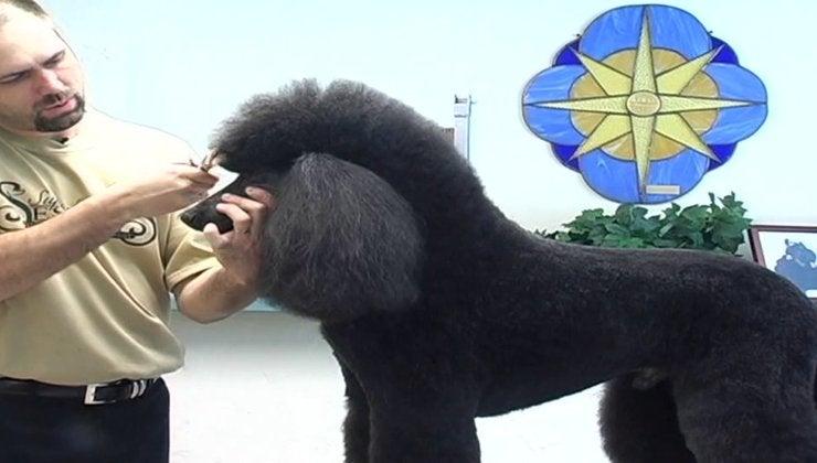 Poodle Top knot | Super Styling Sessions TV