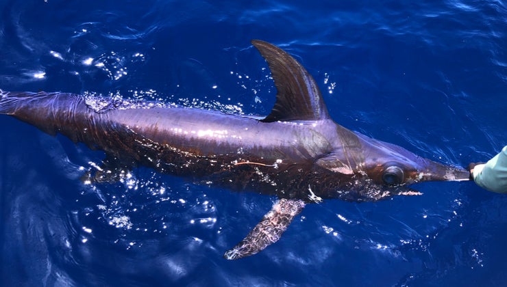 Swordfishing Tips, Part 2 | The Crew Platform