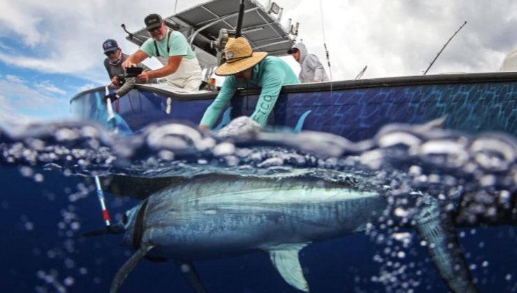 Swordfish Tips, Part 1 | The Crew Platform