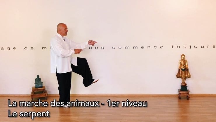 La marche des animaux 1er niveau - Le serpent | Plateforme TAO