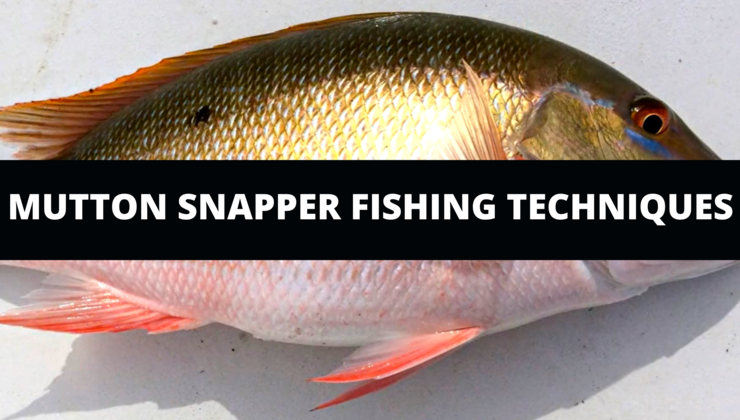 Mutton Snapper Fishing Techniques | The Crew Platform