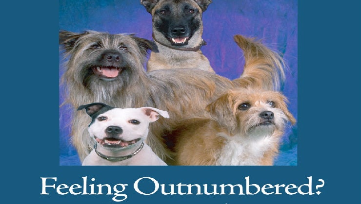 Feeling Outnumbered | Tawzer Dog