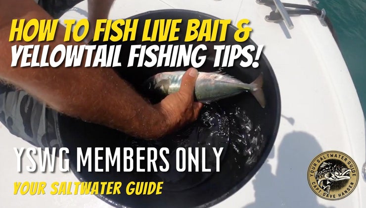 How to Fish Live Bait & Yellowtail Fishing Tips | Your Saltwater Guide