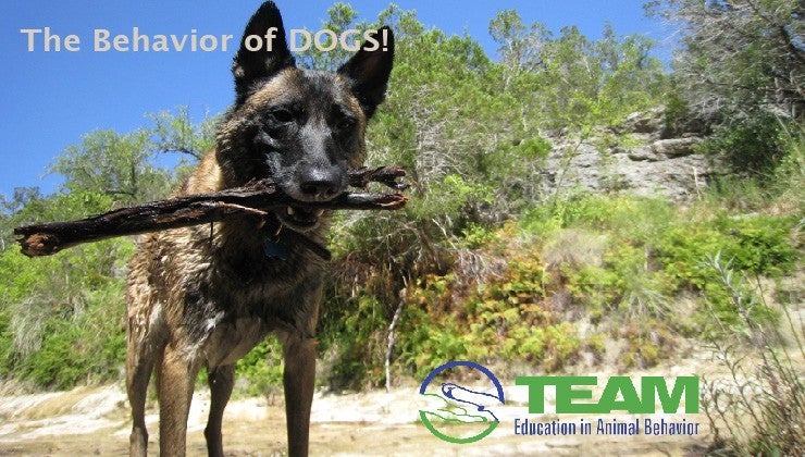 The Behavior of DOGS! | Tawzer Dog