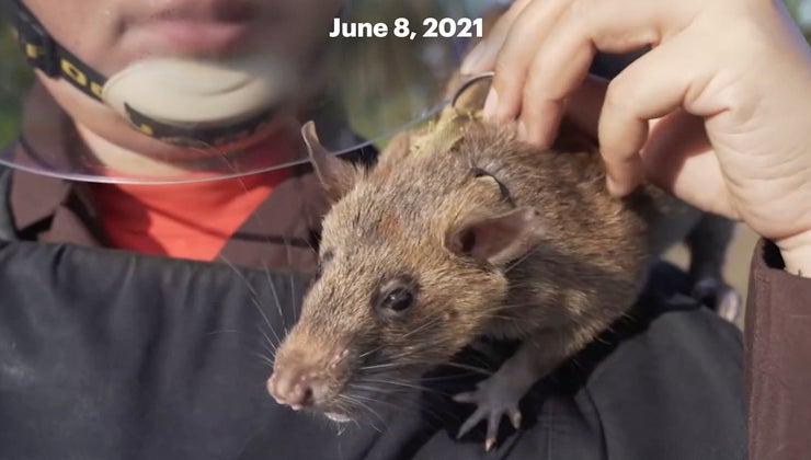 Hero Rats | WORLD Watch