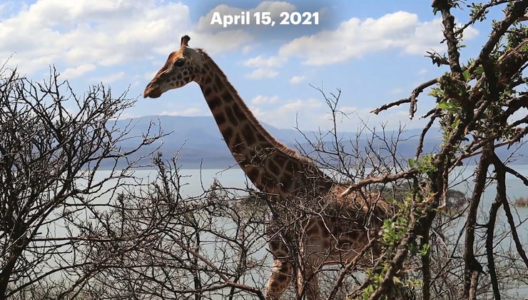Giraffe Ark | WORLD Watch