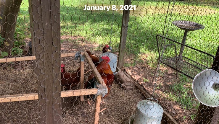 Backyard Chicken Boom | WORLD Watch