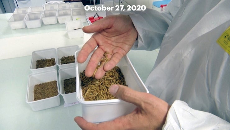 World's Largest Insect Farm | WORLD Watch