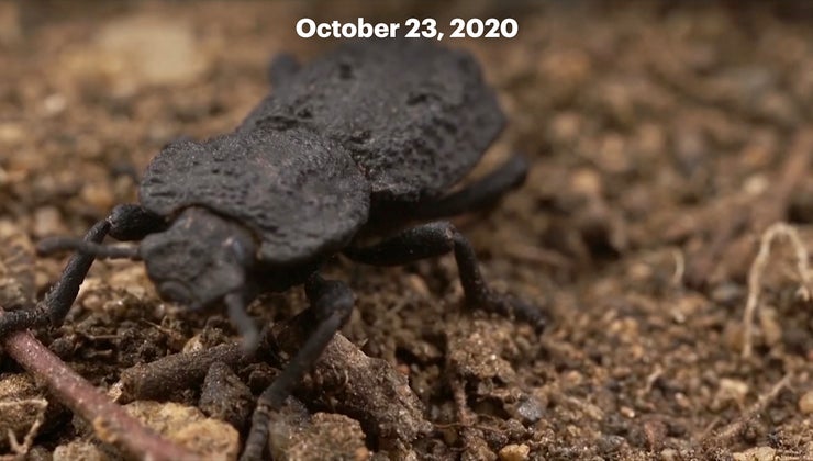 Indestructible Beetle | WORLD Watch
